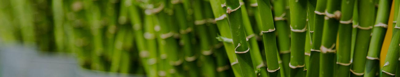 Productos de bambú ecológicos y sofisticados | LALA HOME